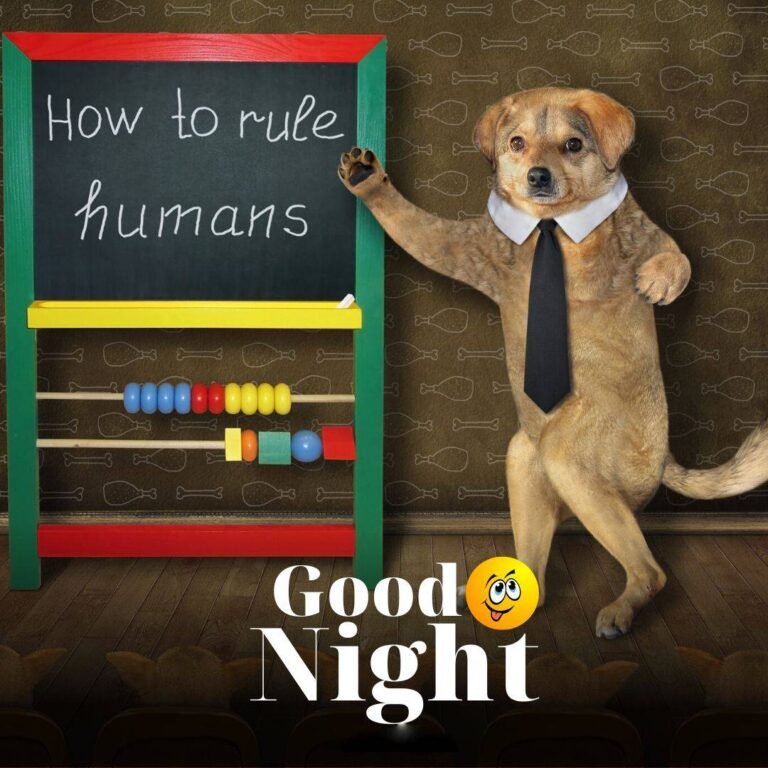 70+ Cute & Funny Good Night Images, Memes, Jokes, and Messages for the ...